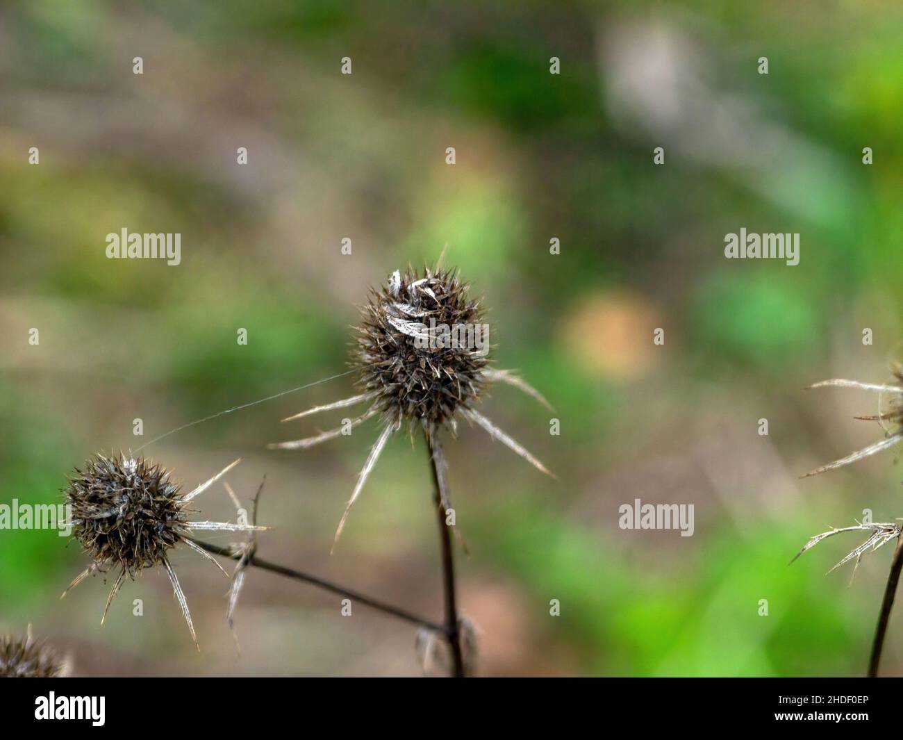 dry burdock thorns on the bushes, in autumn Stock Photo - Alamy