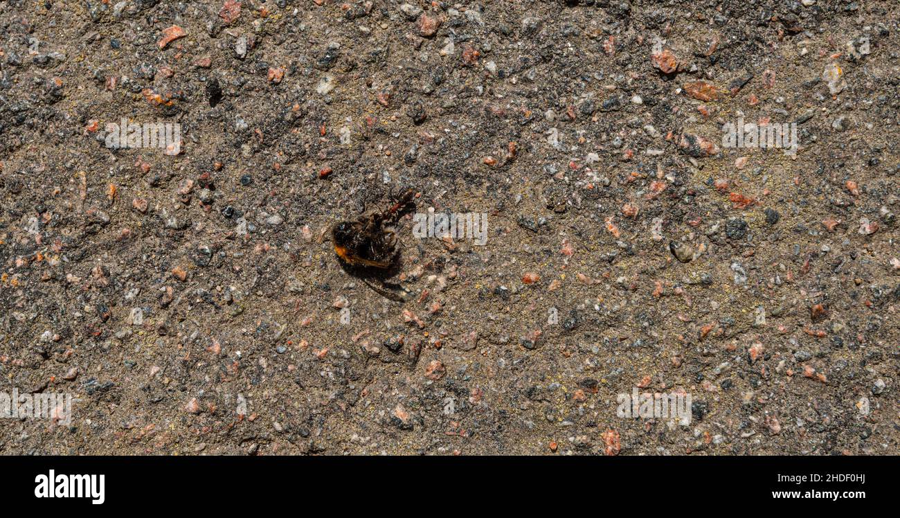 Dead bumblebee hi-res stock photography and images - Alamy