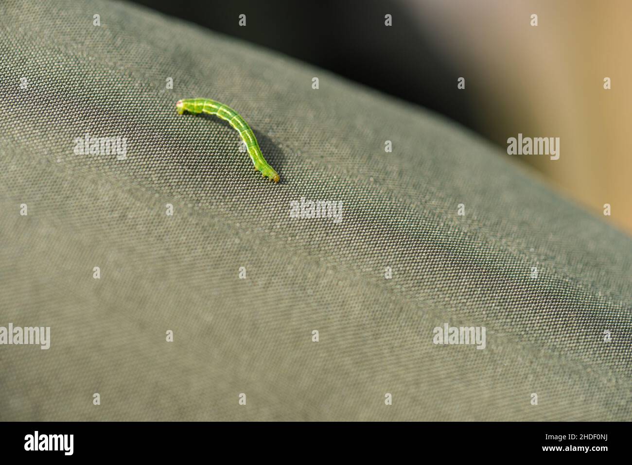 Green maggot glimbing along a jacket Stock Photo - Alamy