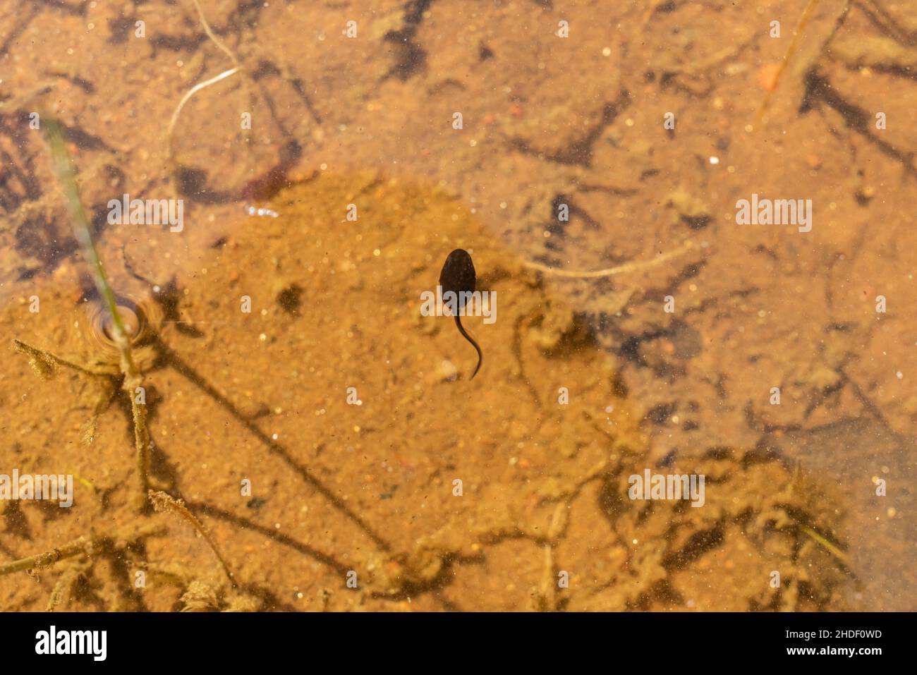 Small tadpoles swimming in shallow water Stock Photo - Alamy