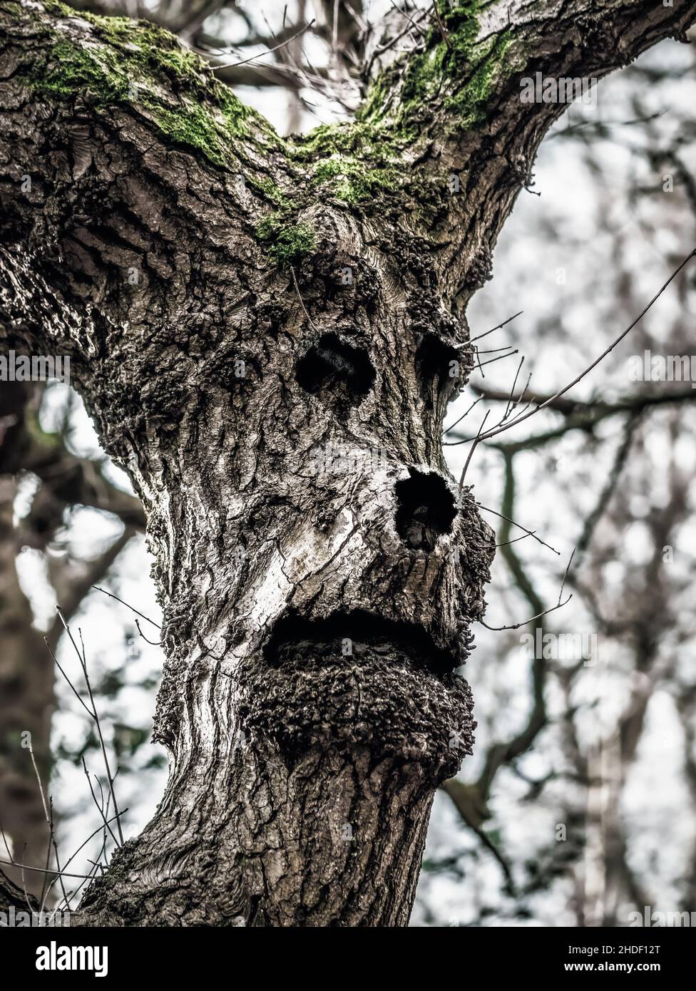 Creepy Tree Face