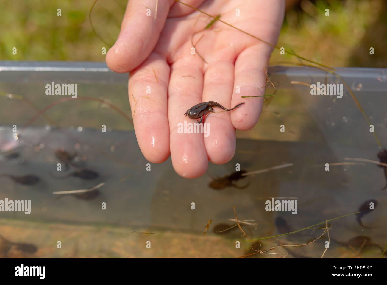 A frog tadpole with developed limbs held in a hand Stock Photo - Alamy