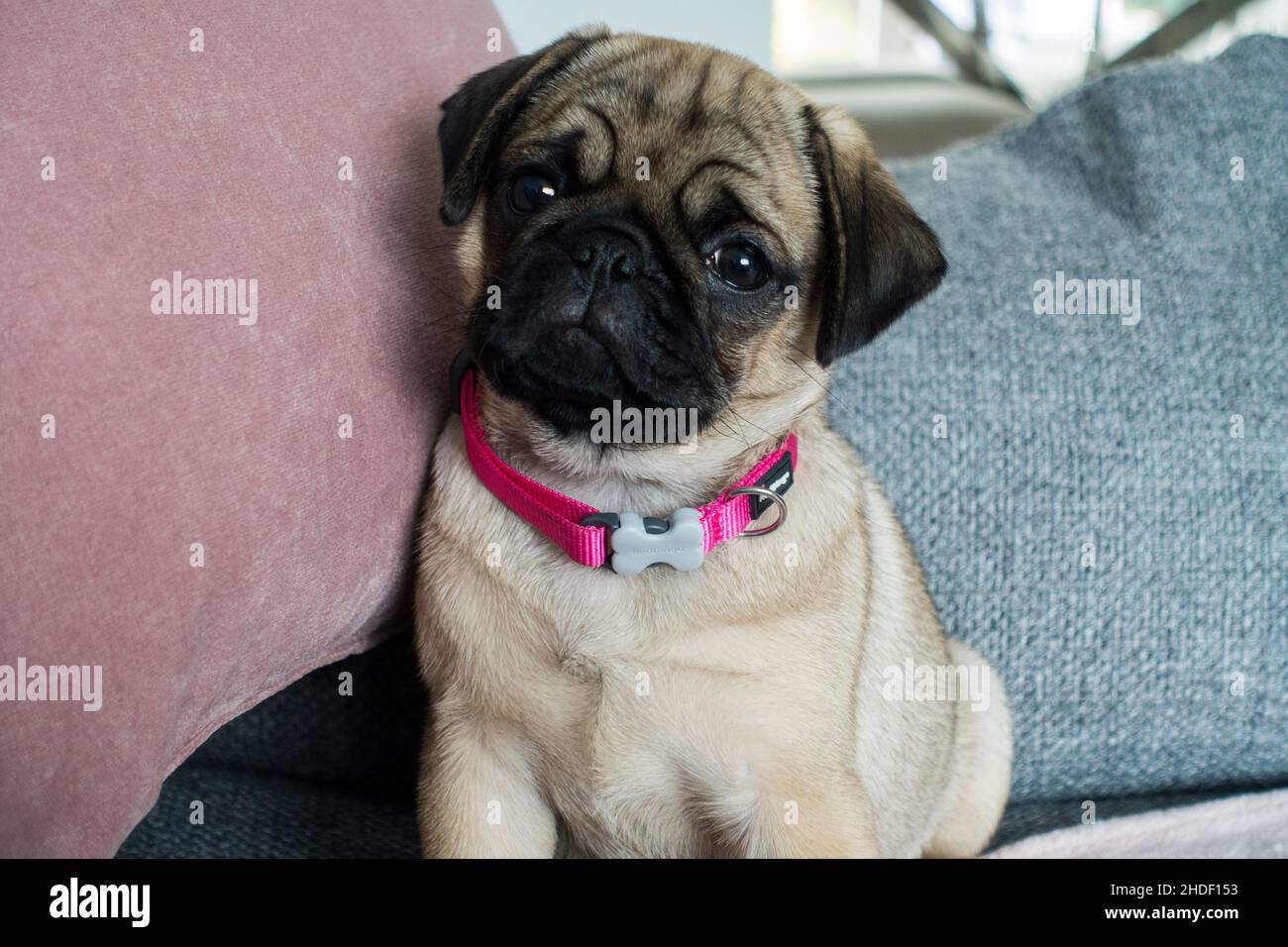 Fawn Coloured Pug Dog Stock Photo - Alamy