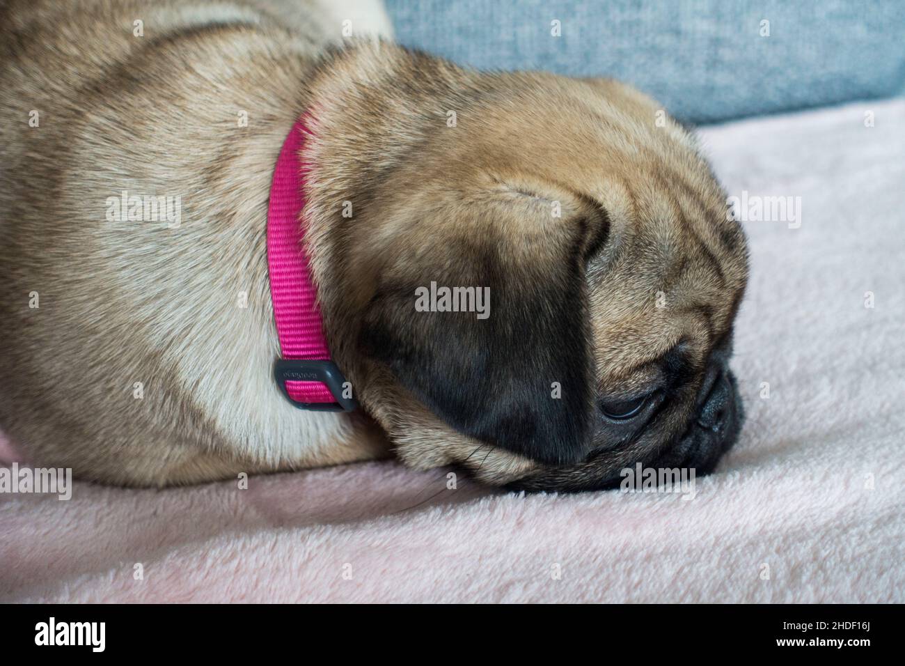 Fawn Coloured Pug Dog Stock Photo - Alamy
