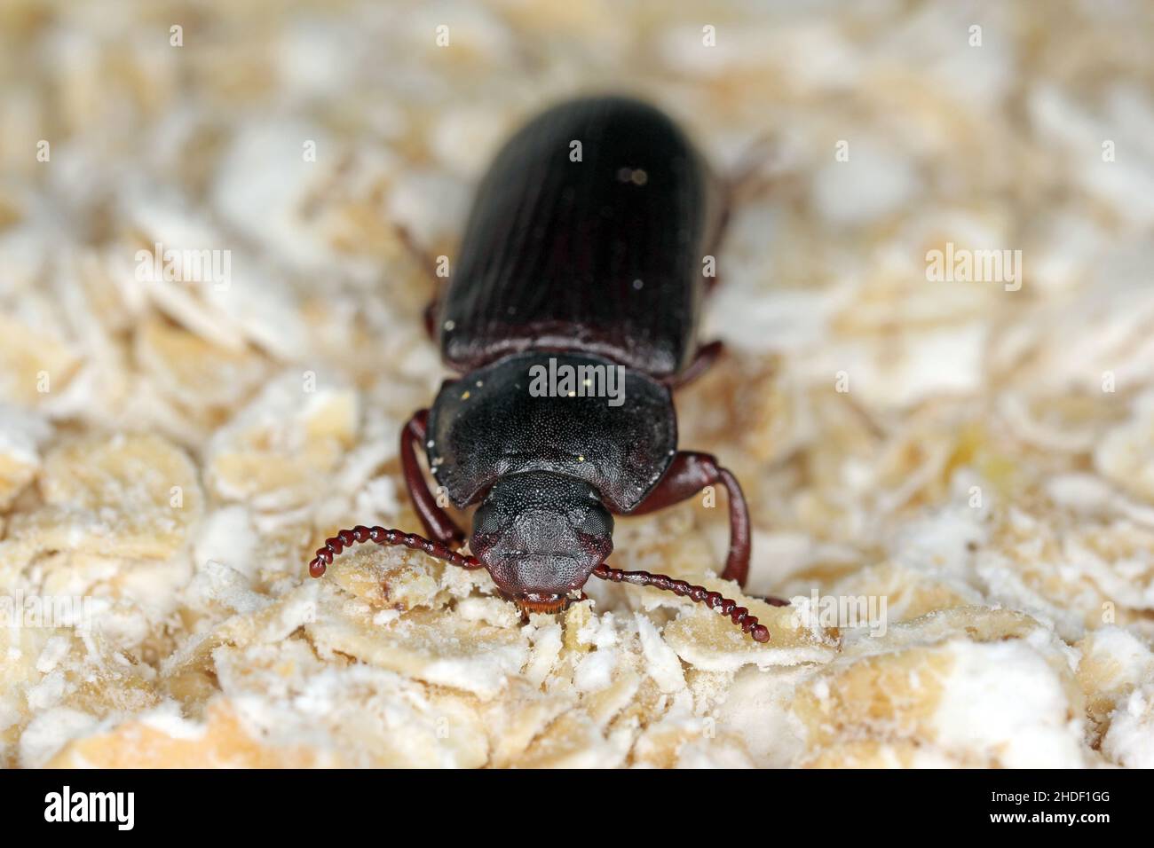 mealworm beetle Tenebrio molitor, a species of darkling beetle pest of ...