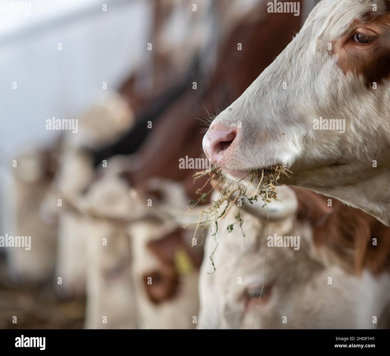 Cow mouth eating hi-res stock photography and images - Alamy