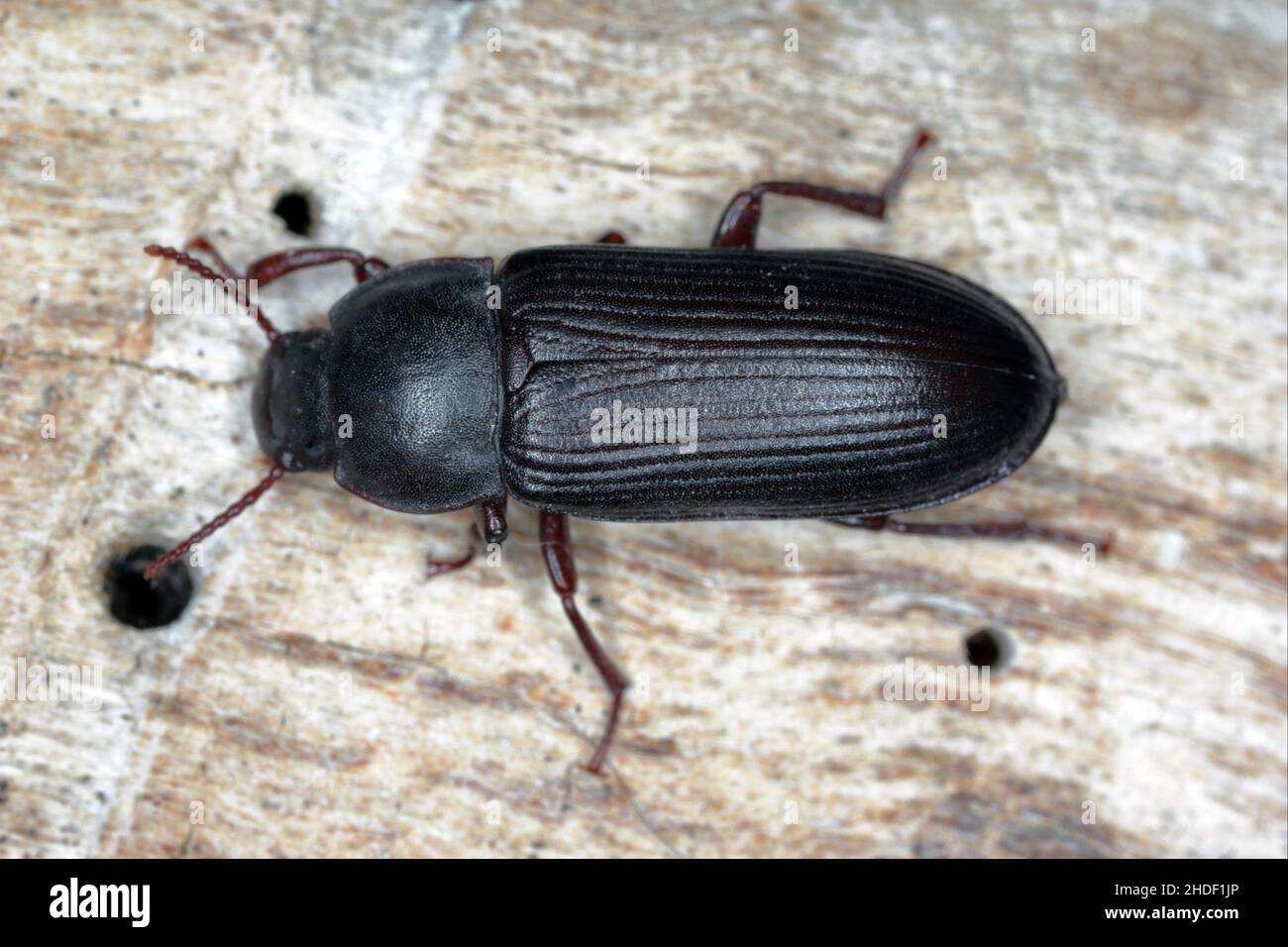 Mealworm beetle Tenebrio molitor, a species of darkling beetle pest of ...