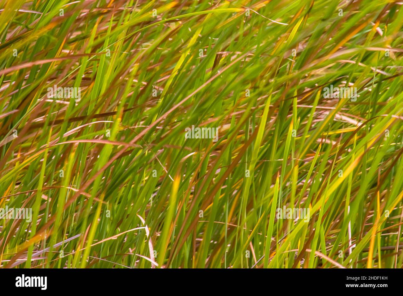 Water reed being blown by the wind in the hignlands of the eastern ...