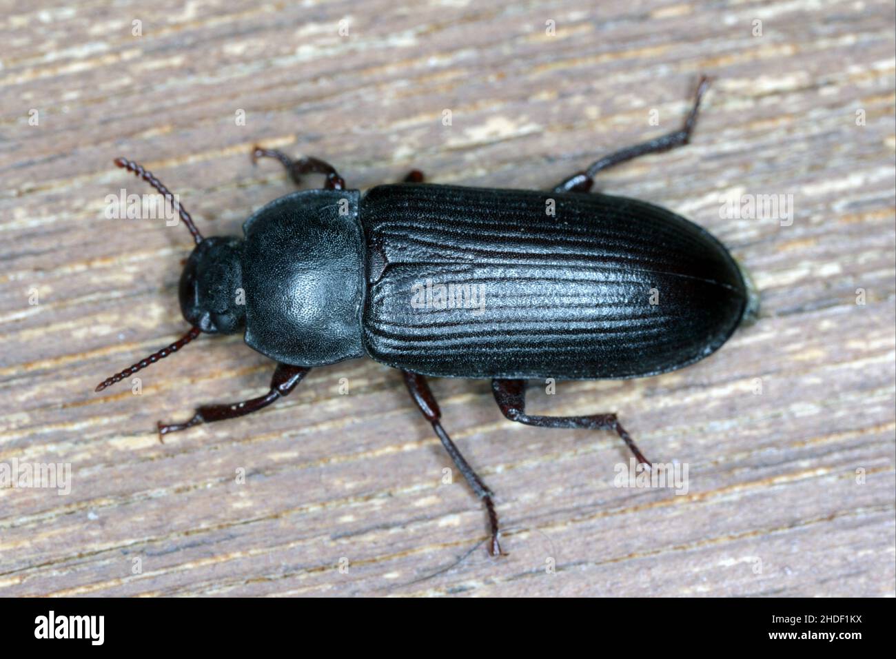 Mealworm beetle Tenebrio molitor, a species of darkling beetle pest of ...