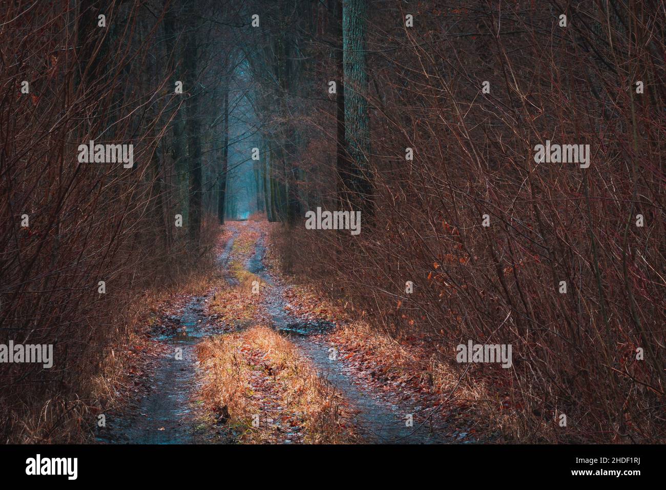 Dark forest road hi-res stock photography and images - Alamy