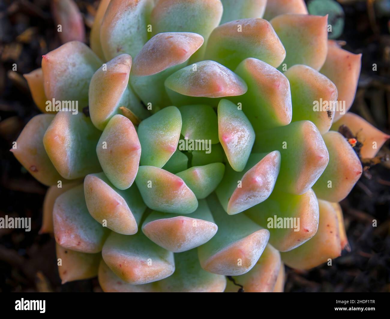 Macro photography of an Echeveria elegans succulent plant from the top ...