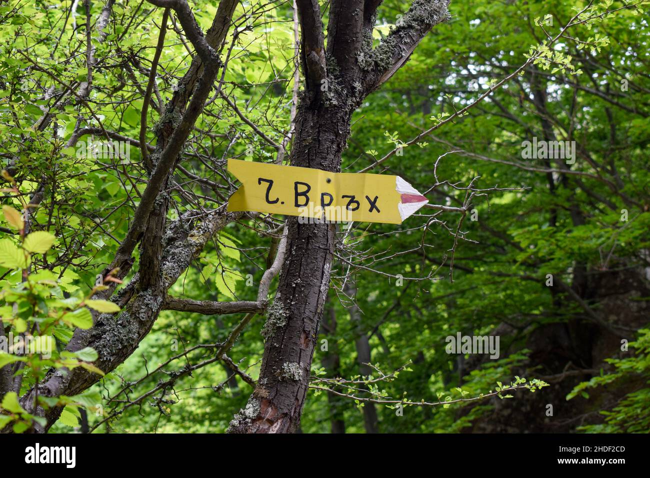 Yellow signboard showing the direction in the forest Stock Photo - Alamy