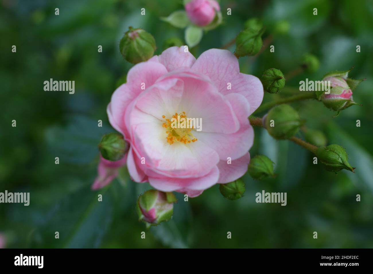 Beautiful pink roses blooming hi-res stock photography and images - Alamy