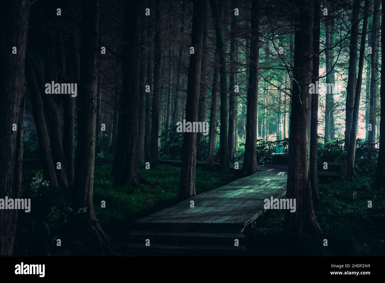 Empty mysterious scary dark forest Stock Photo - Alamy