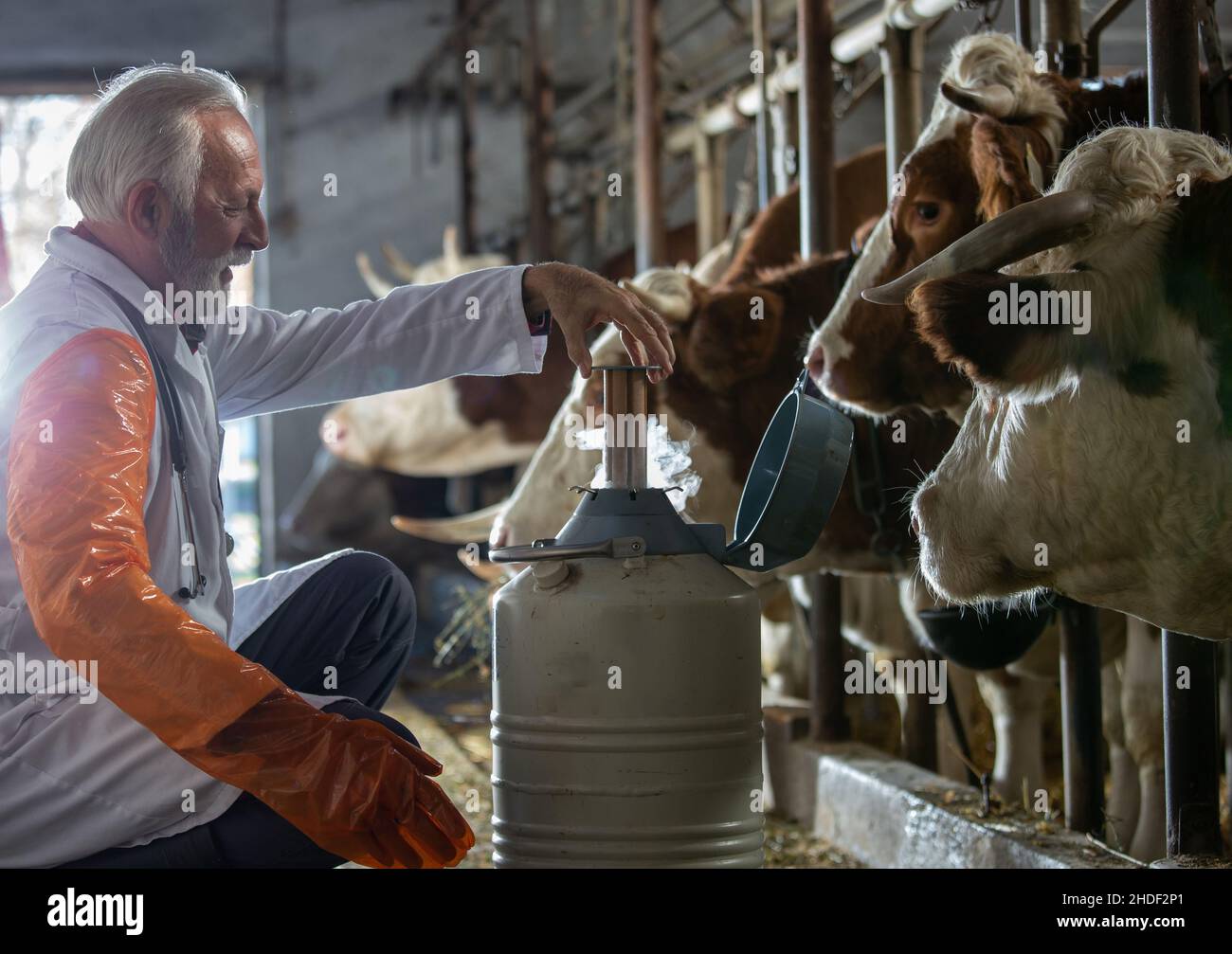 Artificial insemination animal hi-res stock photography and images - Alamy