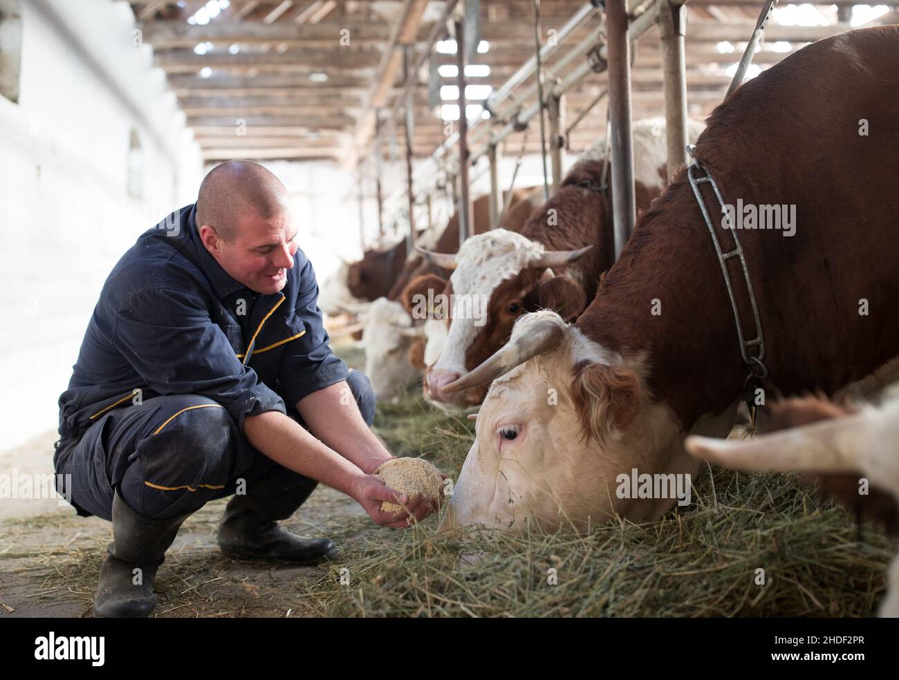 Happy male farmer feeding cows with hay and concentrate in dairy farm ...