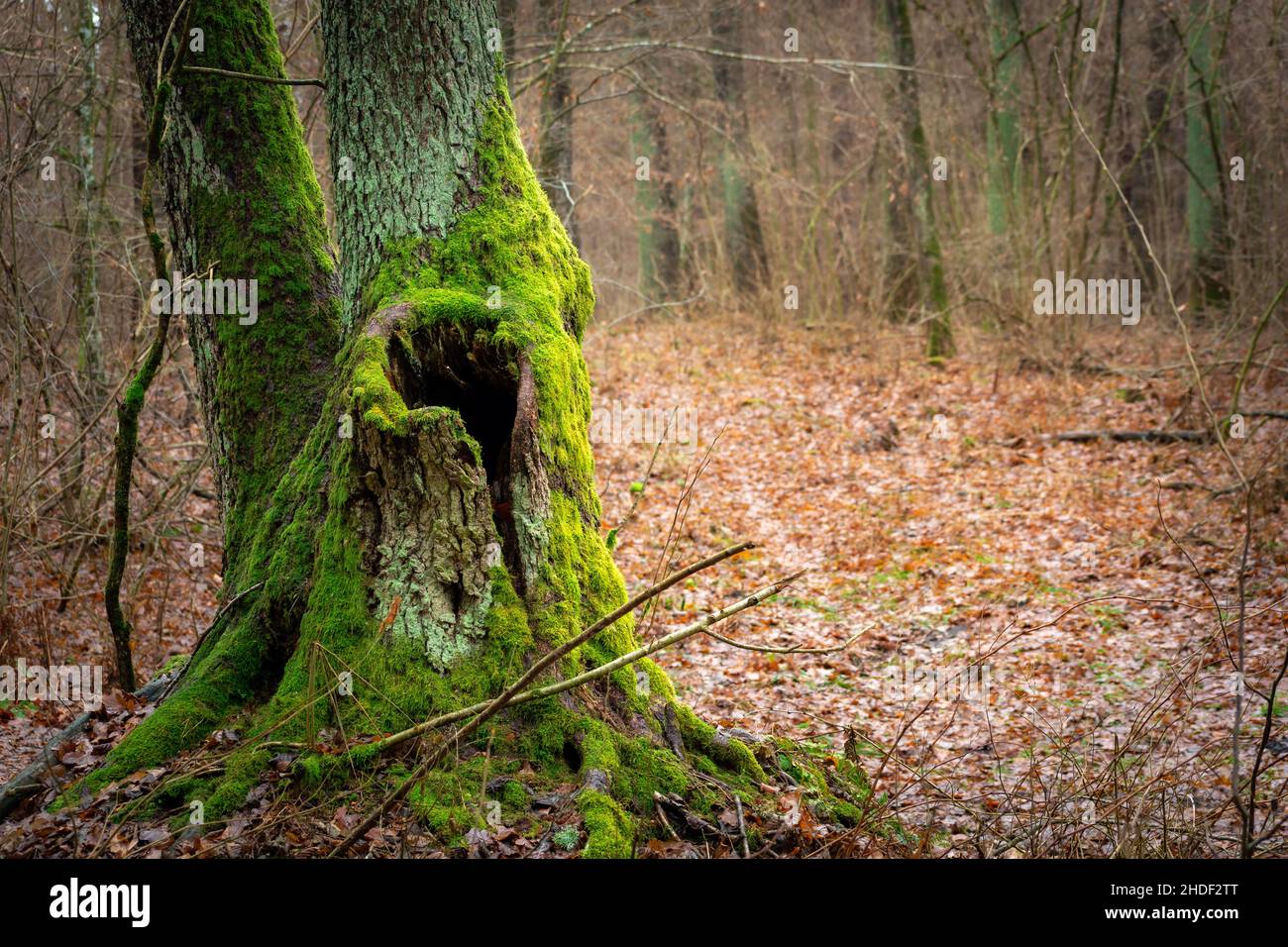 Hole in old tree hi-res stock photography and images - Alamy