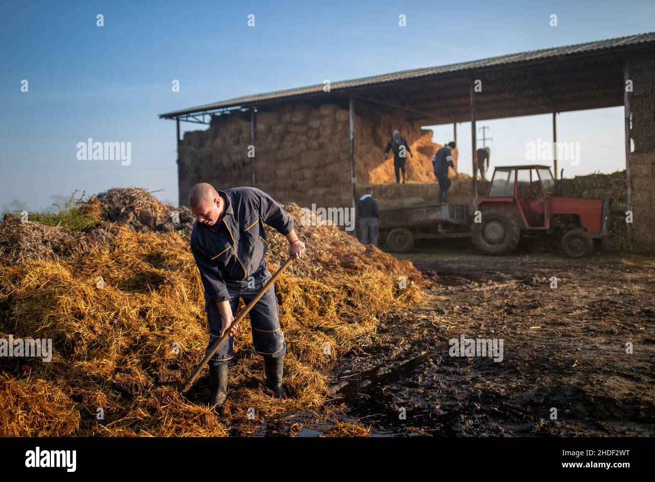 Male farm worker shoveling manure pile on a ranch while group of ...