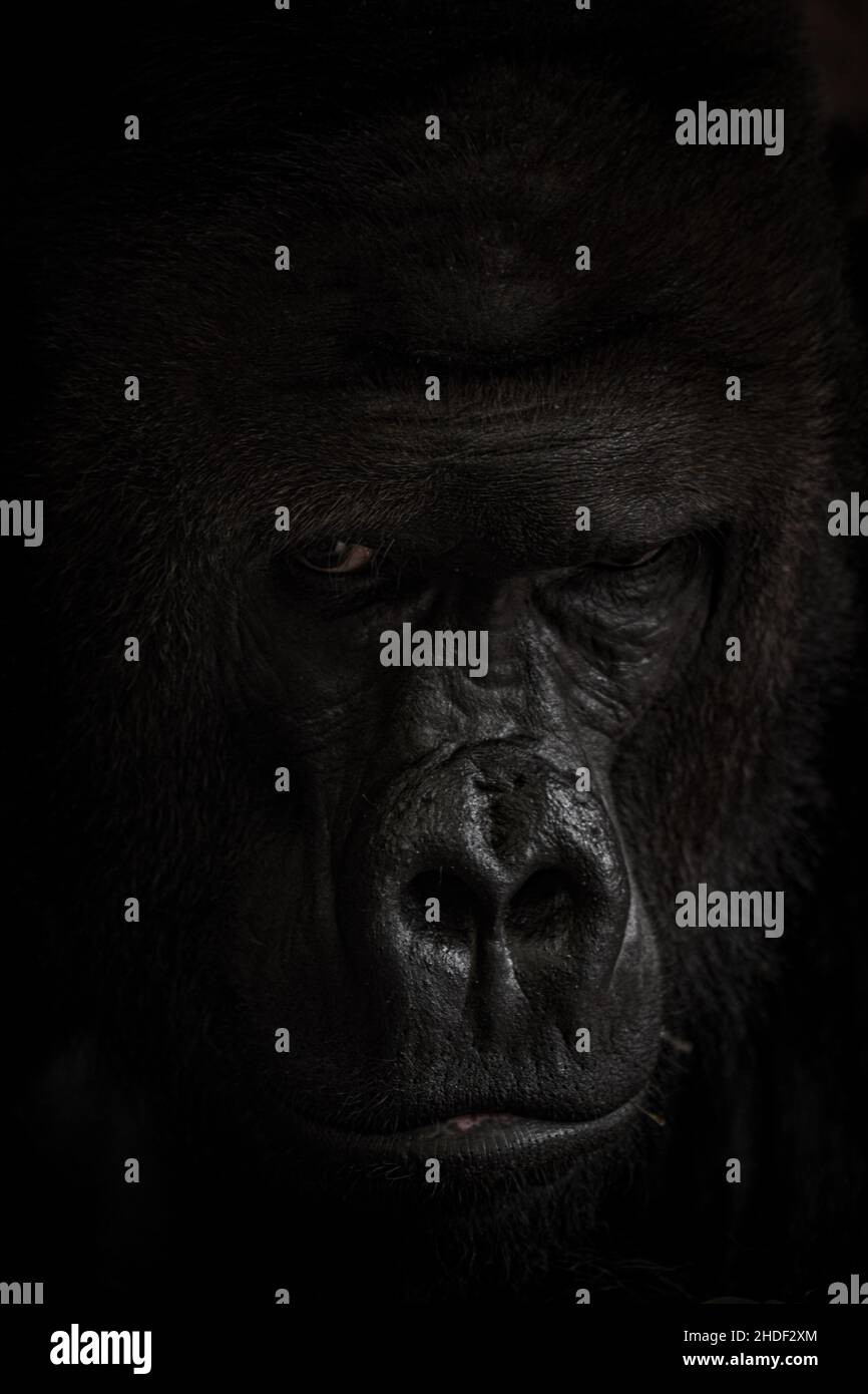 Dark gorilla hi-res stock photography and images - Alamy