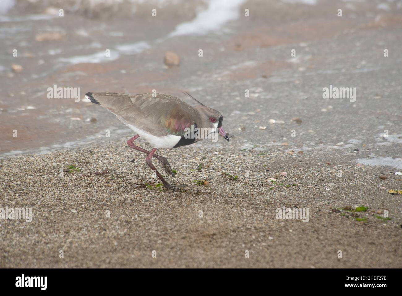 Lapwing closeup hi-res stock photography and images - Alamy