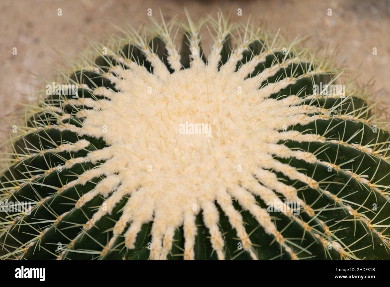 Prickly body of hedgehog cactus plant - latin Echinopsis tubiflora - in ...