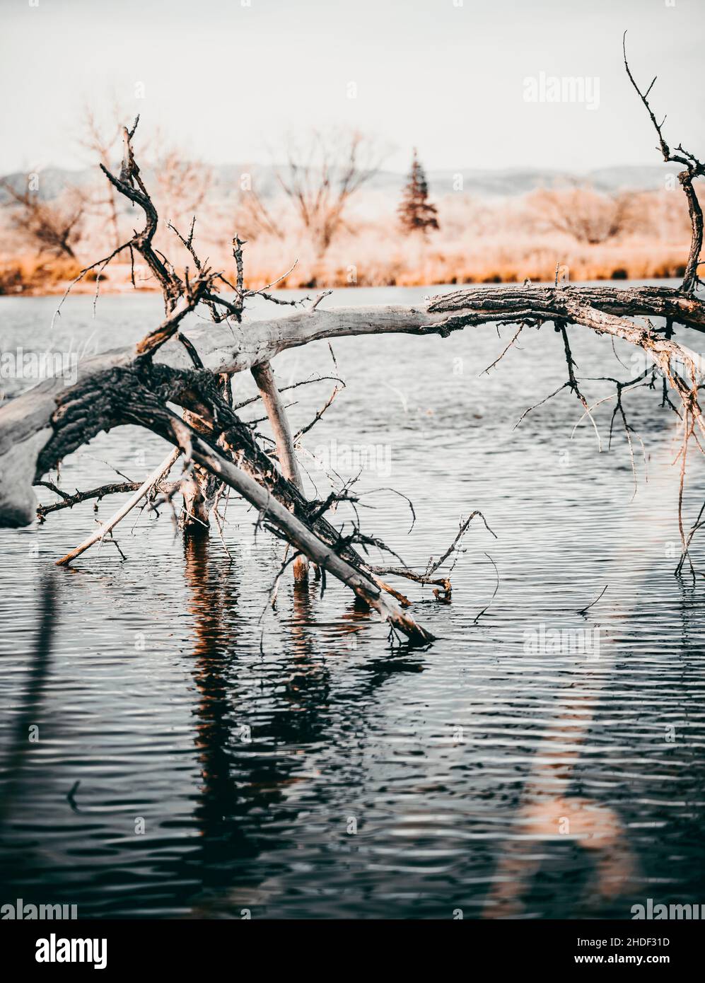 Vertical shot of a dry dead tree in Golden Ponds Park, Colorado Stock ...