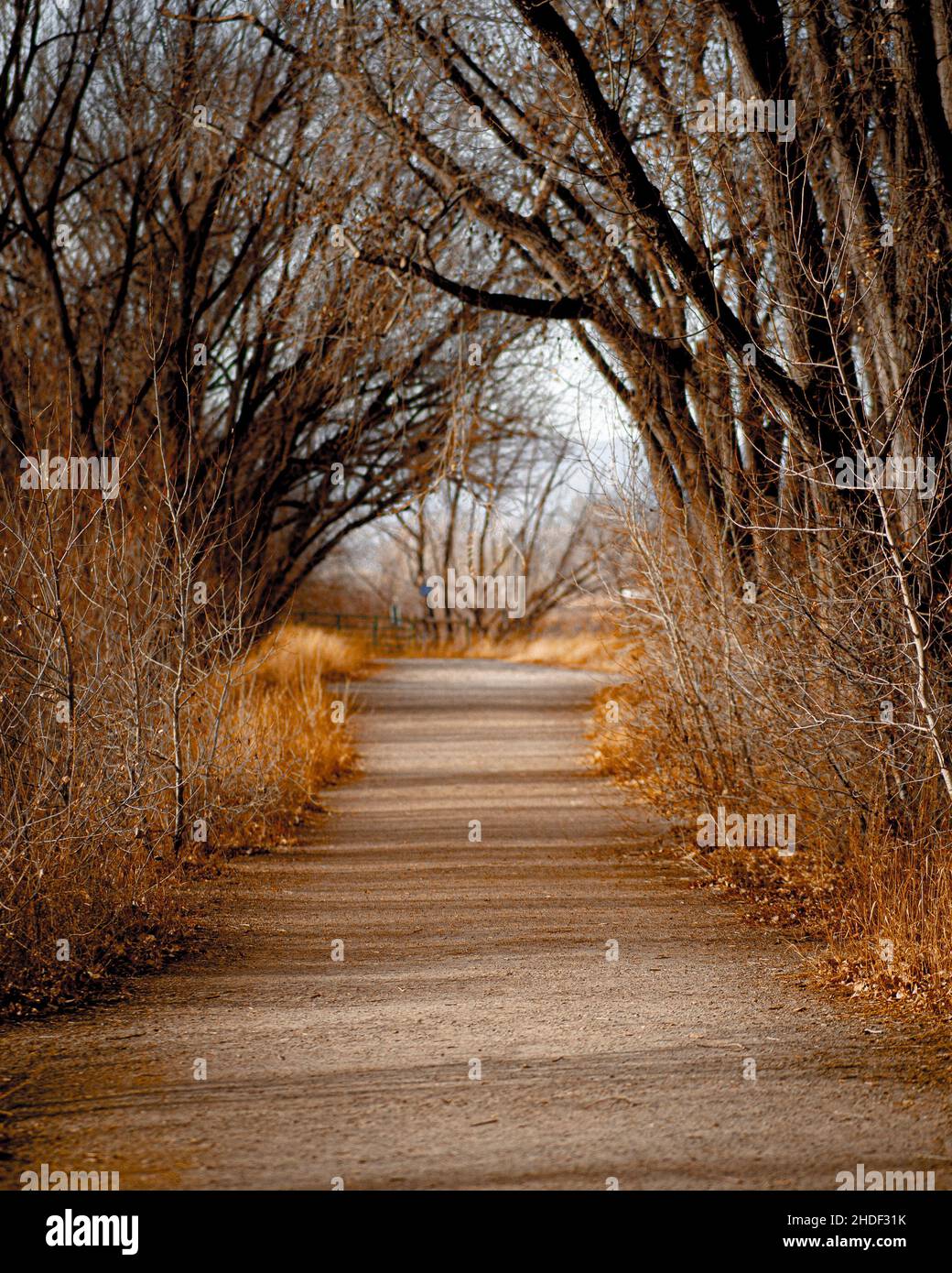 Vertical shot pathway leaves hi-res stock photography and images - Alamy