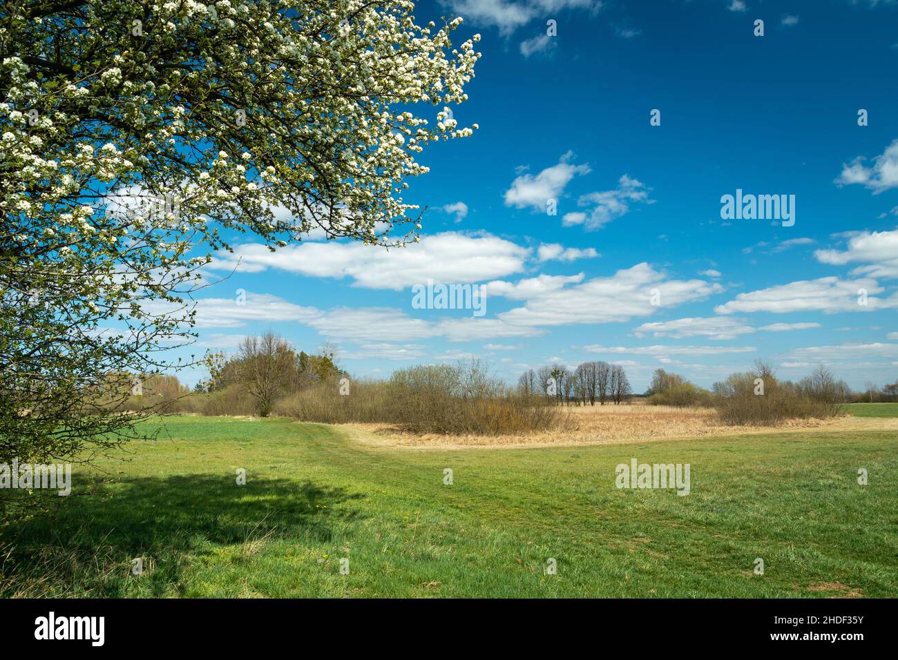 Flowering fruit tree and its shadow on the meadow Stock Photo - Alamy