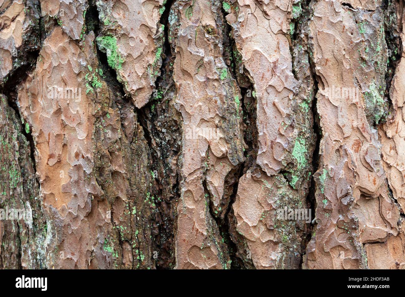 Rough bark tree hi-res stock photography and images - Alamy