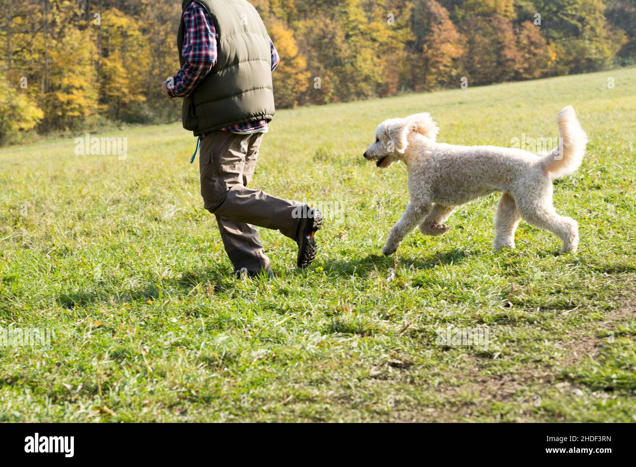 A beautiful Doodle Dog is running after his owner on a meadow Stock ...