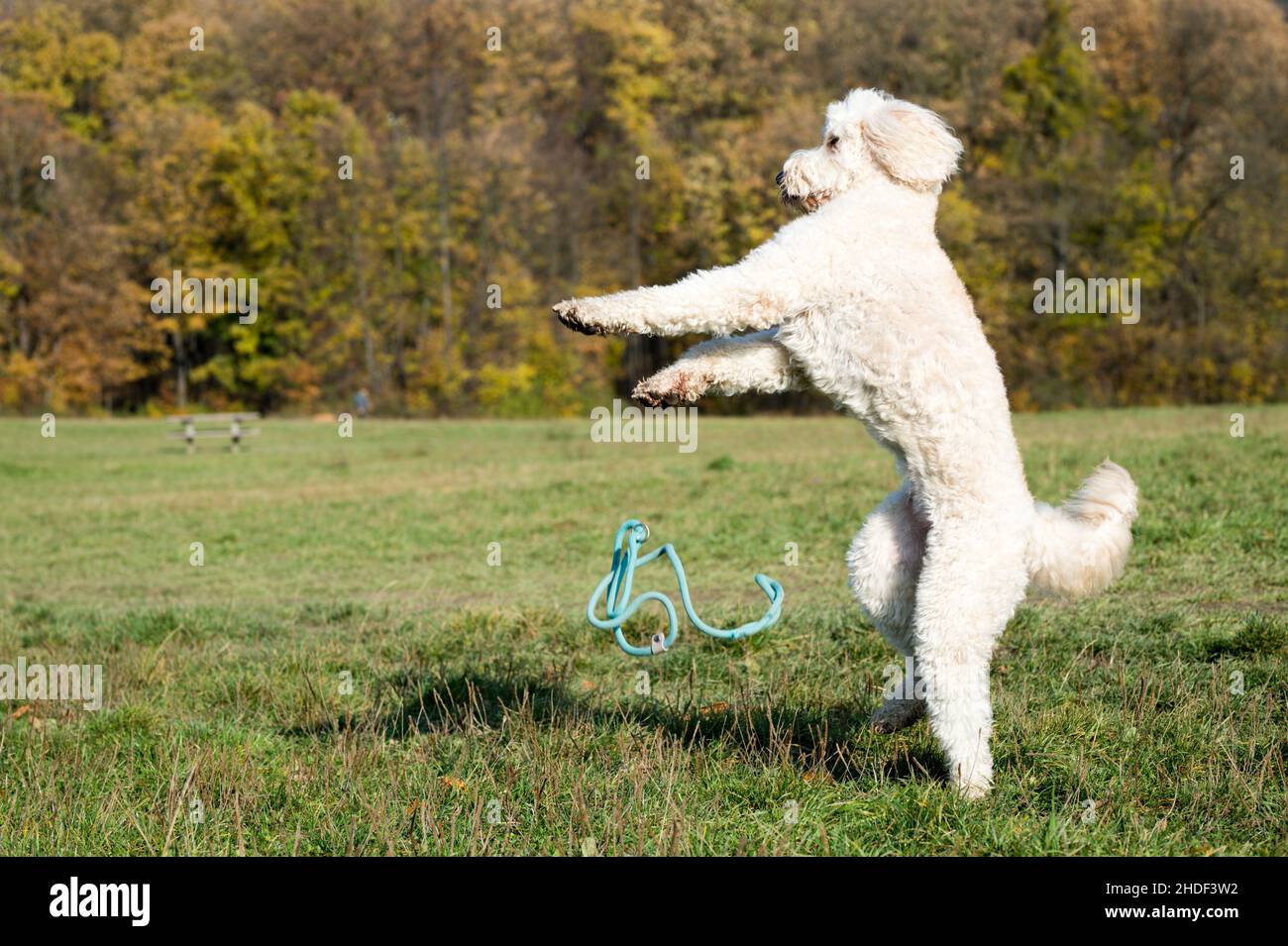 A beautiful doodle dog cannot catch the leash Stock Photo - Alamy