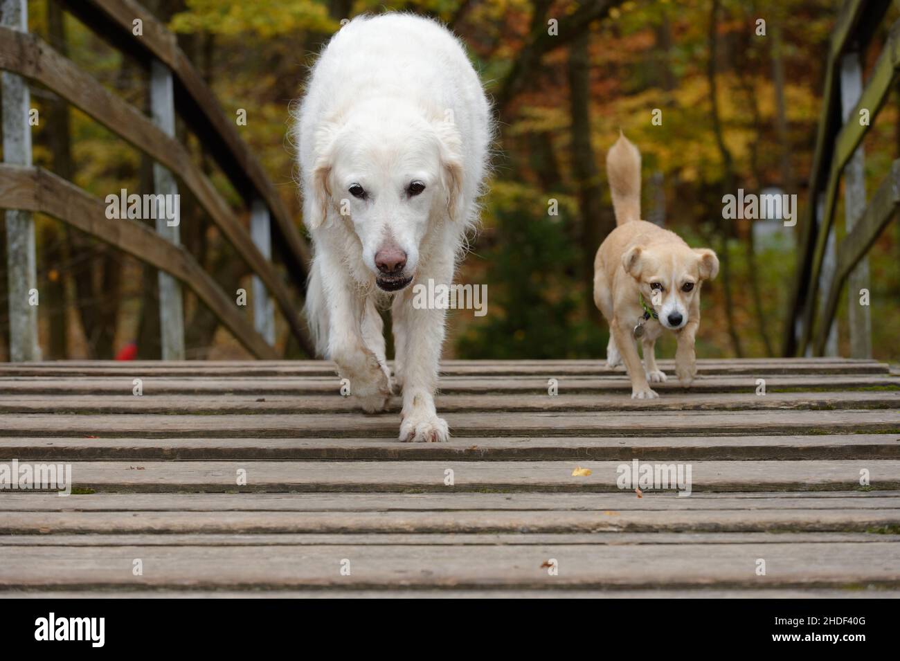 A large and a small dog come next to each other over a small wooden ...