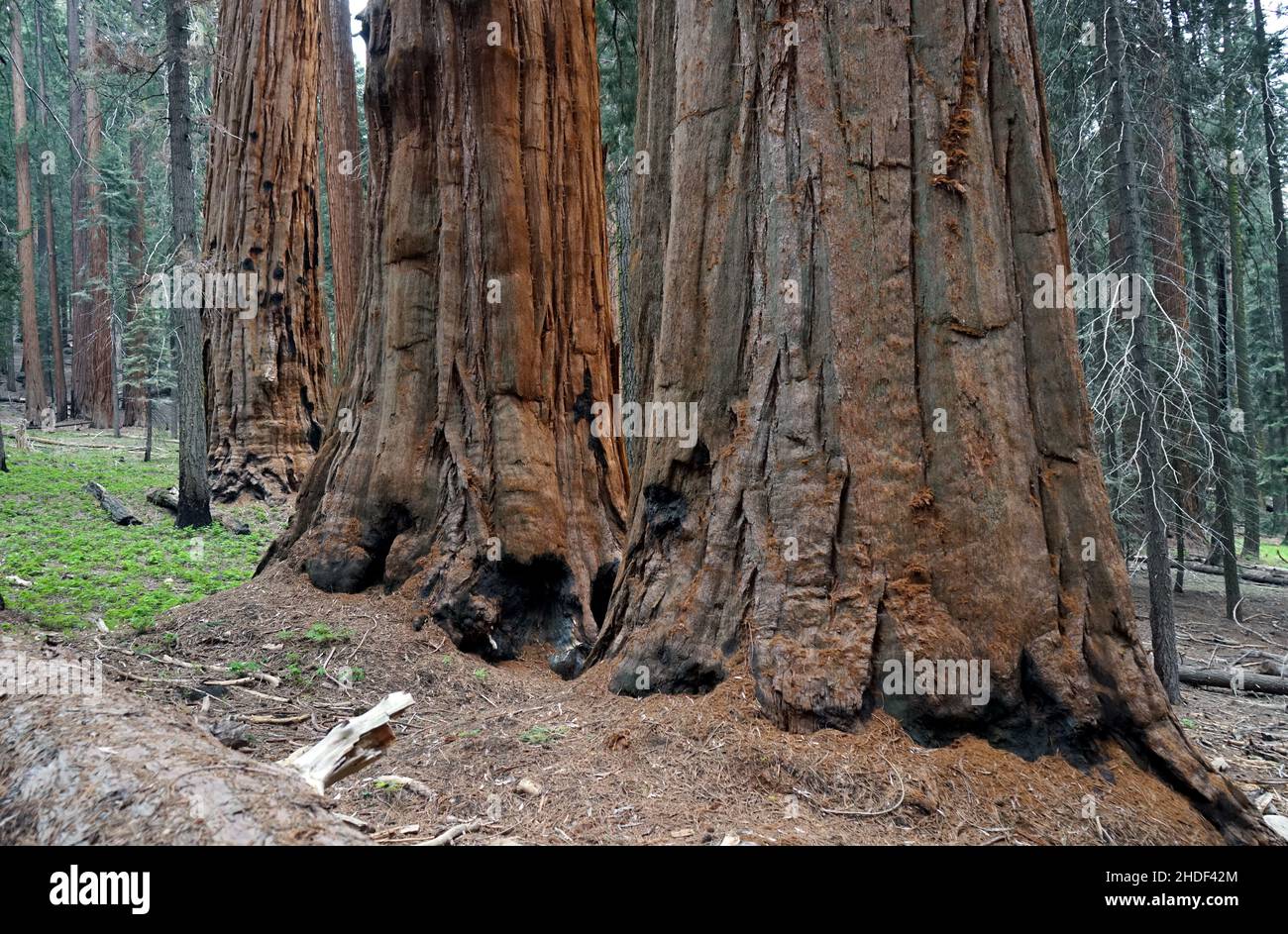 Huge tree trunks hi-res stock photography and images - Alamy