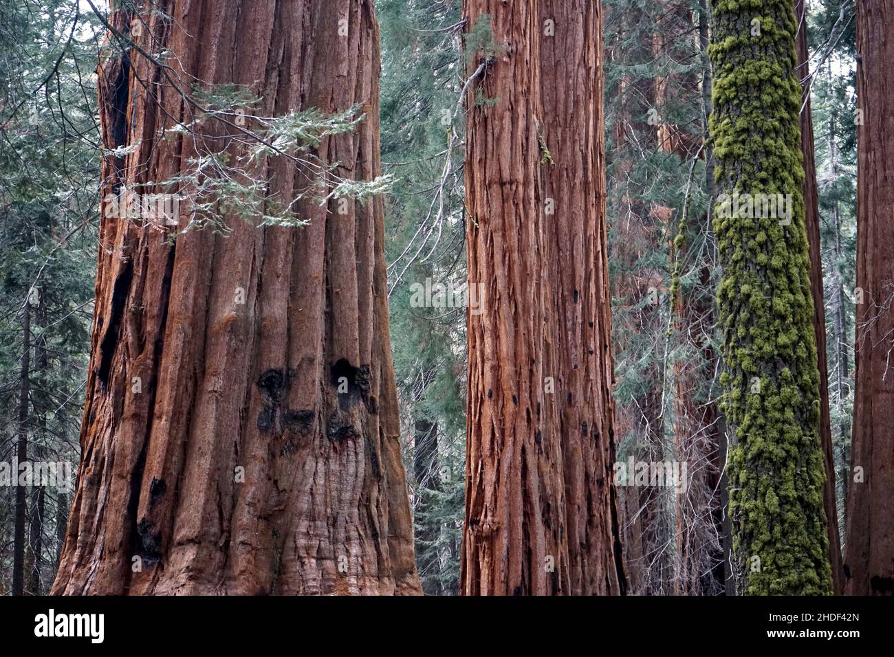 Sequoia bark and moss hi-res stock photography and images - Alamy