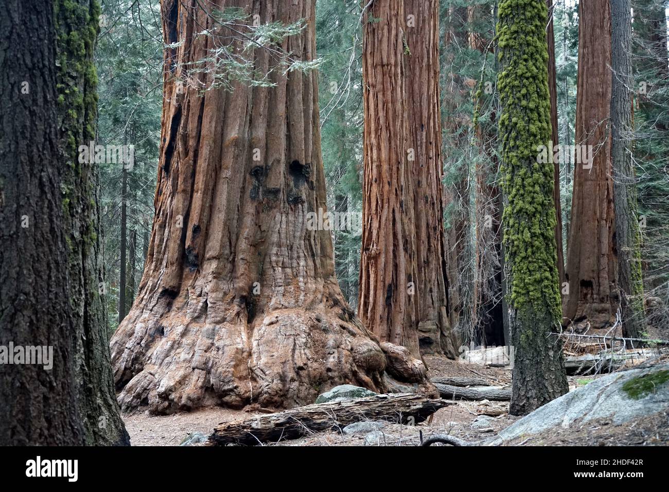 Sequoia bark and moss hi-res stock photography and images - Alamy