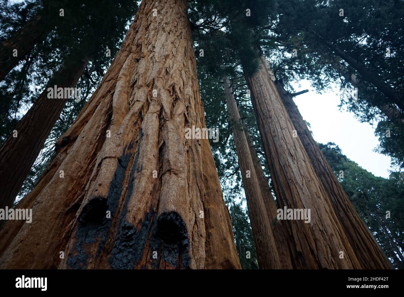 Low angle shot of the huge tree trunks in Sequoia National Park ...