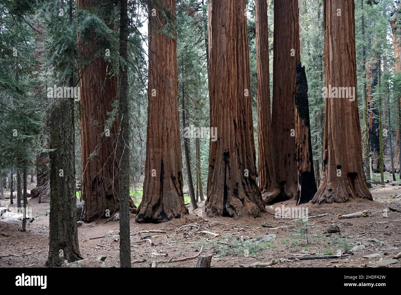 Huge tree trunks hi-res stock photography and images - Alamy