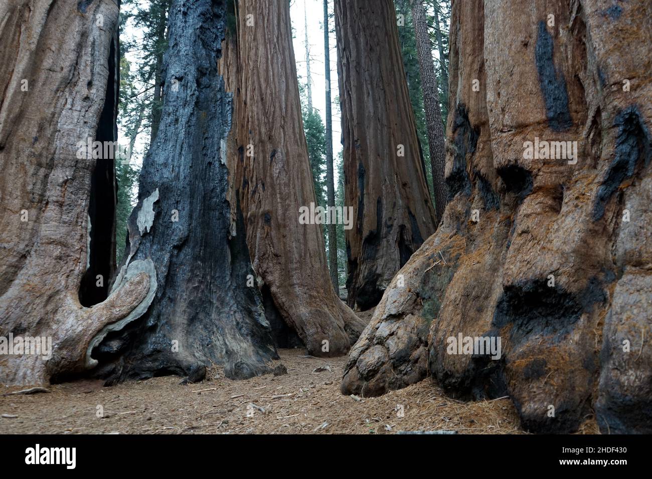 Huge tree trunks hi-res stock photography and images - Alamy