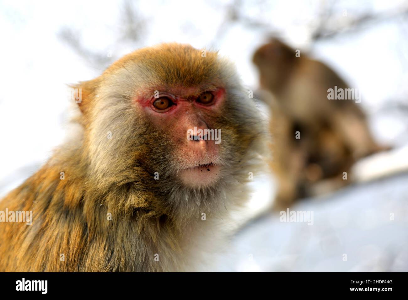 LIANYUNGANG, CHINA - JANUARY 6, 2022 - Macaques and young macaques are ...