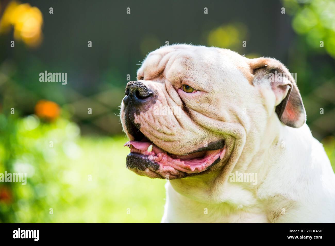 Profile portrait of strong looking White American Bulldog outdoors ...