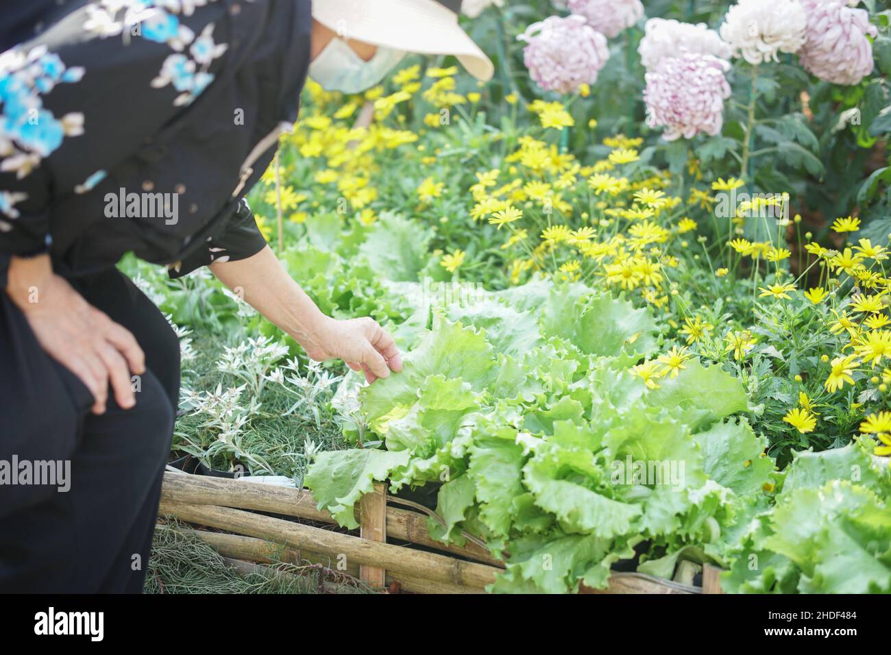old woman checking vegetable plant quality. farmer harvest produce in ...