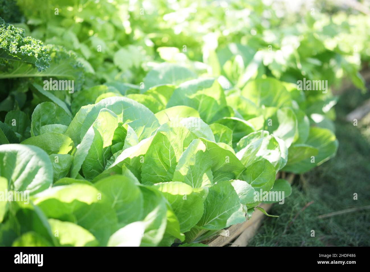 Chinese cabbage growing in hi-res stock photography and images - Alamy