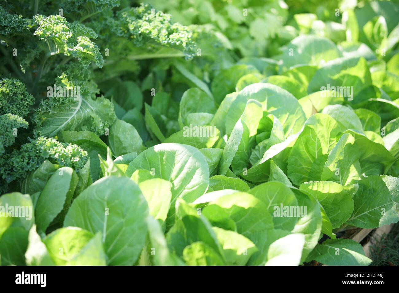 chinese cabbage plant growing in vegetable garden Stock Photo - Alamy