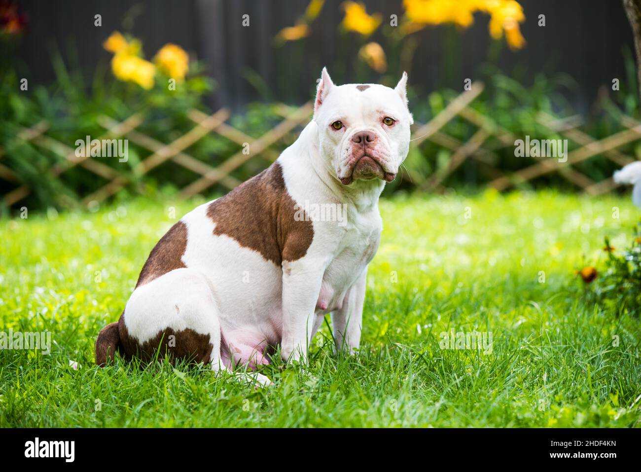 White American Bully female dog is on green grass. Medium sized dog ...