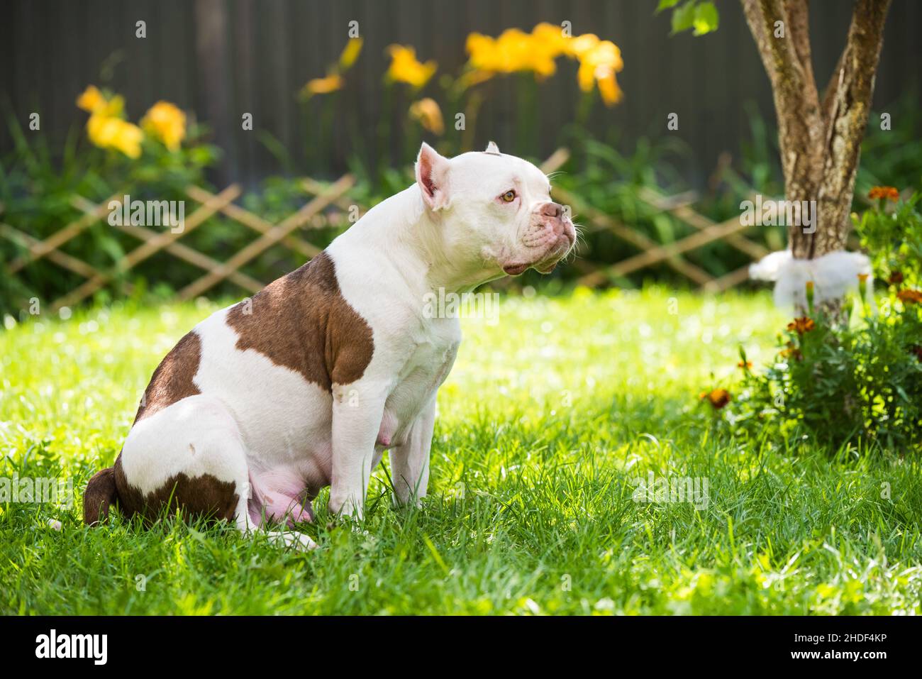 White American Bully female dog is on green grass. Medium sized dog ...
