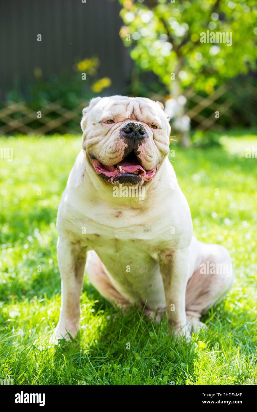 Portrait of strong-looking White American Bulldog on green grass ...