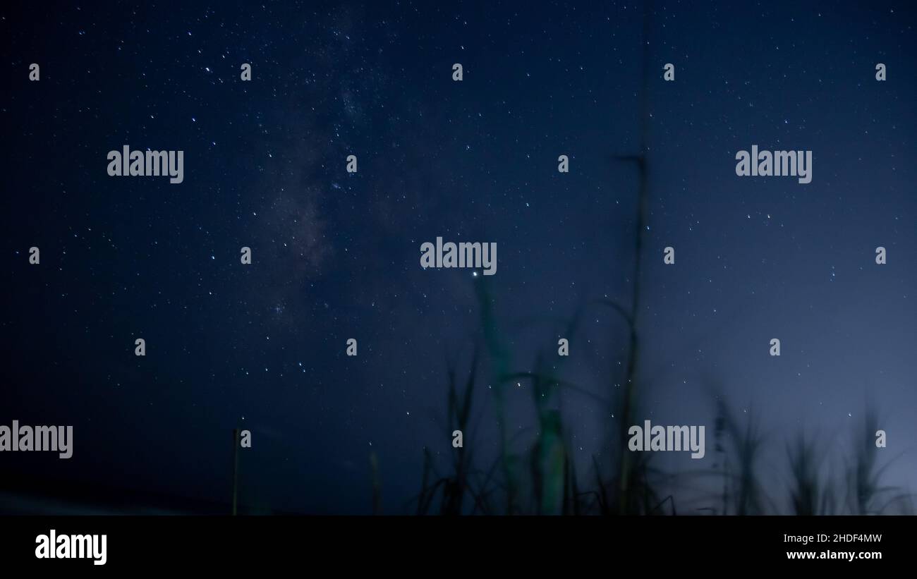 Beautiful view of a blue night sky, trees and stars on dark background ...