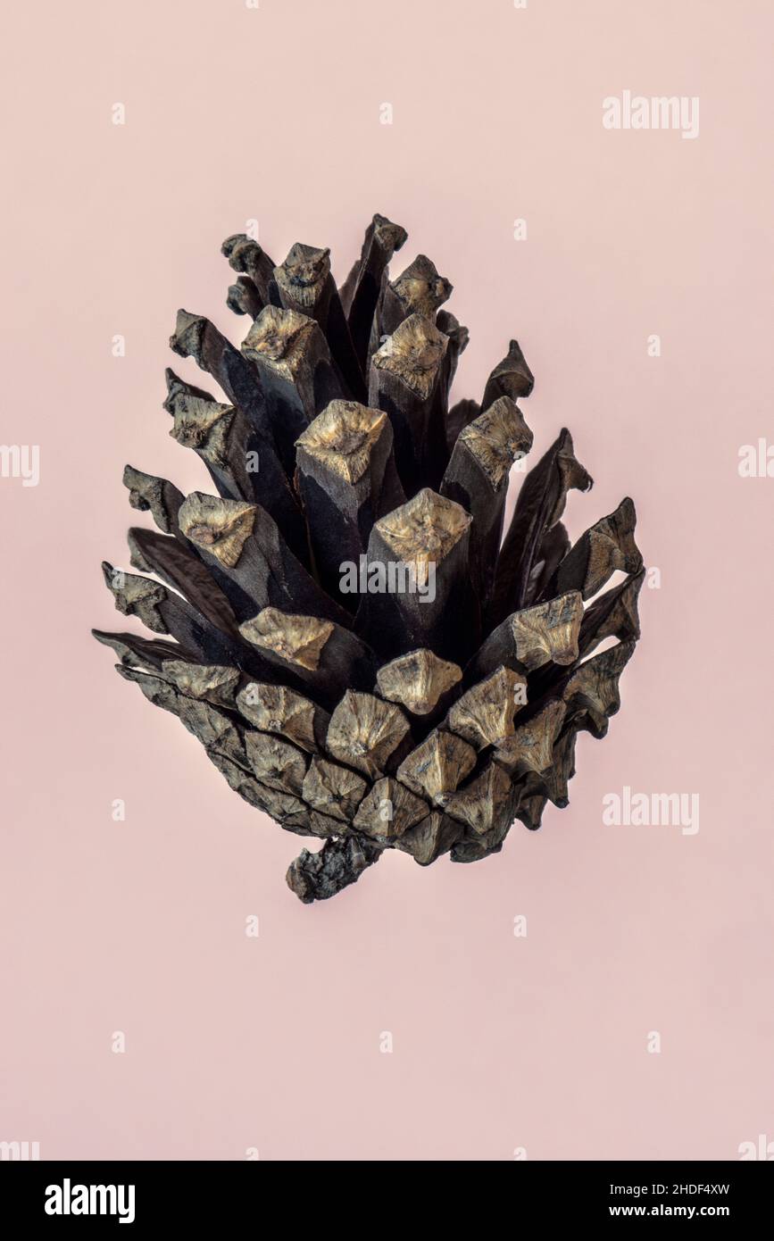Organic pine cone hi-res stock photography and images - Alamy