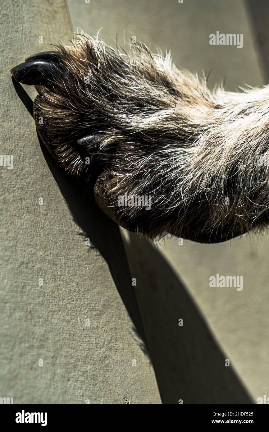 Vertical shot of a dog pow on the ground on a sunny day Stock Photo - Alamy