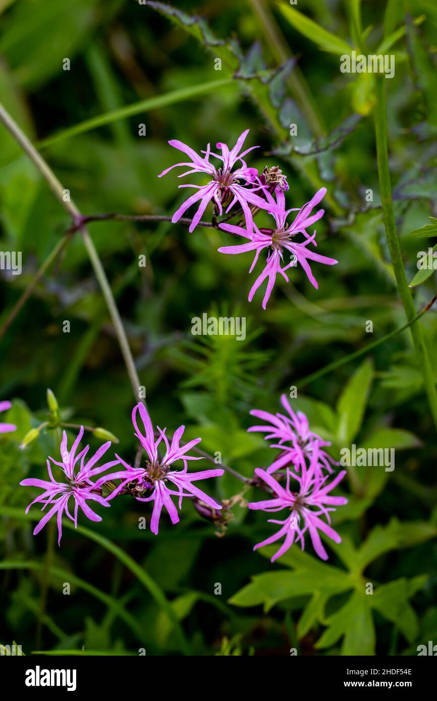 Pink wild carnation flower growing hi-res stock photography and images ...